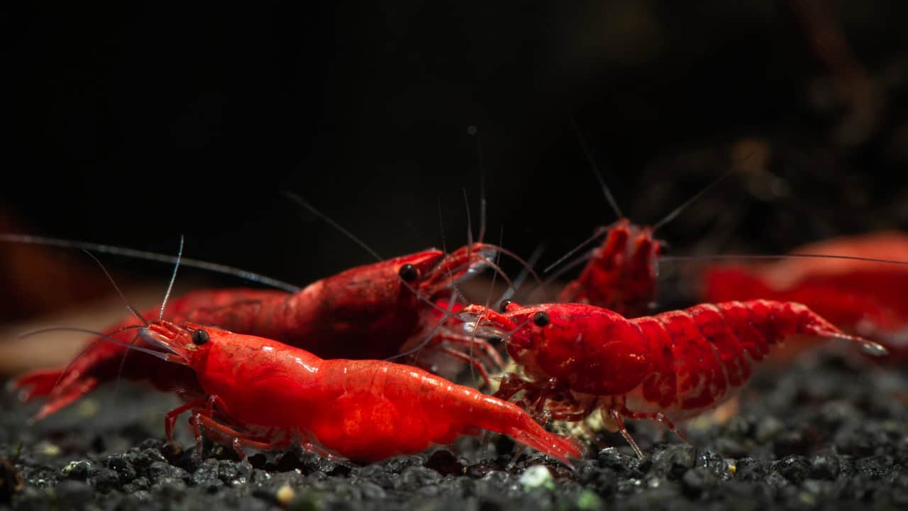 Shrimply Canadian - Shrimp Keeping Made Easy!
